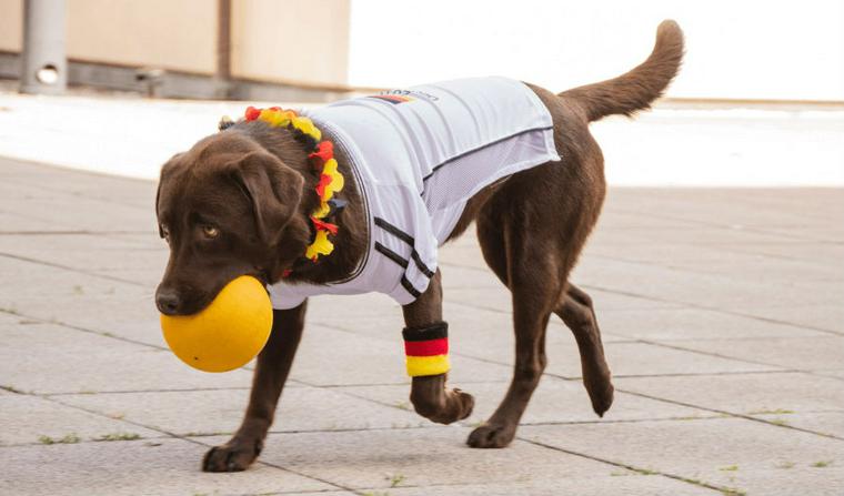 ラブラドール・レトリーバーは「POMC遺伝子」で太りやすい!? ケンブリッジ大学から報告 | ペトコト（PETOKOTO）