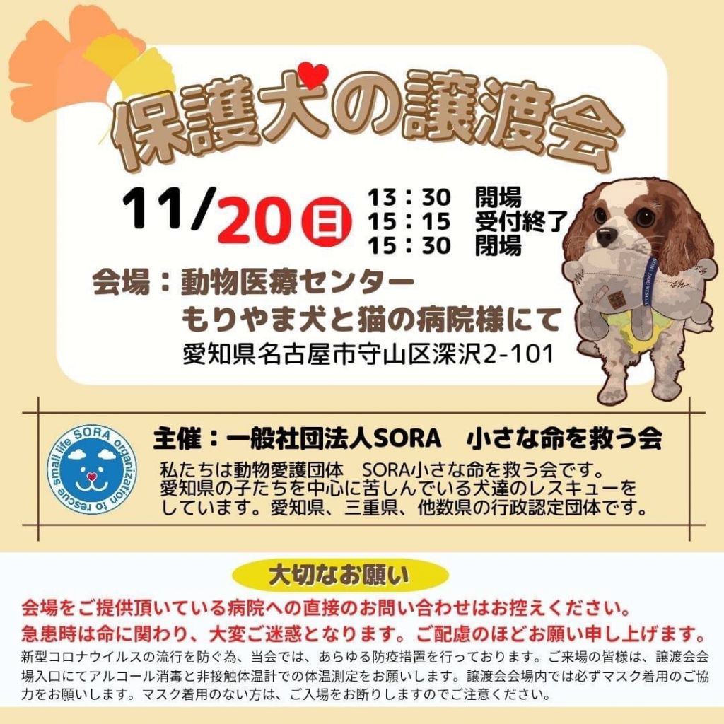 名古屋市守山区:保護犬の譲渡会 | 一般社団法人SORA小さな命を救う会 | OMUSUBI by ペトコト｜保護犬・保護猫マッチングサイト