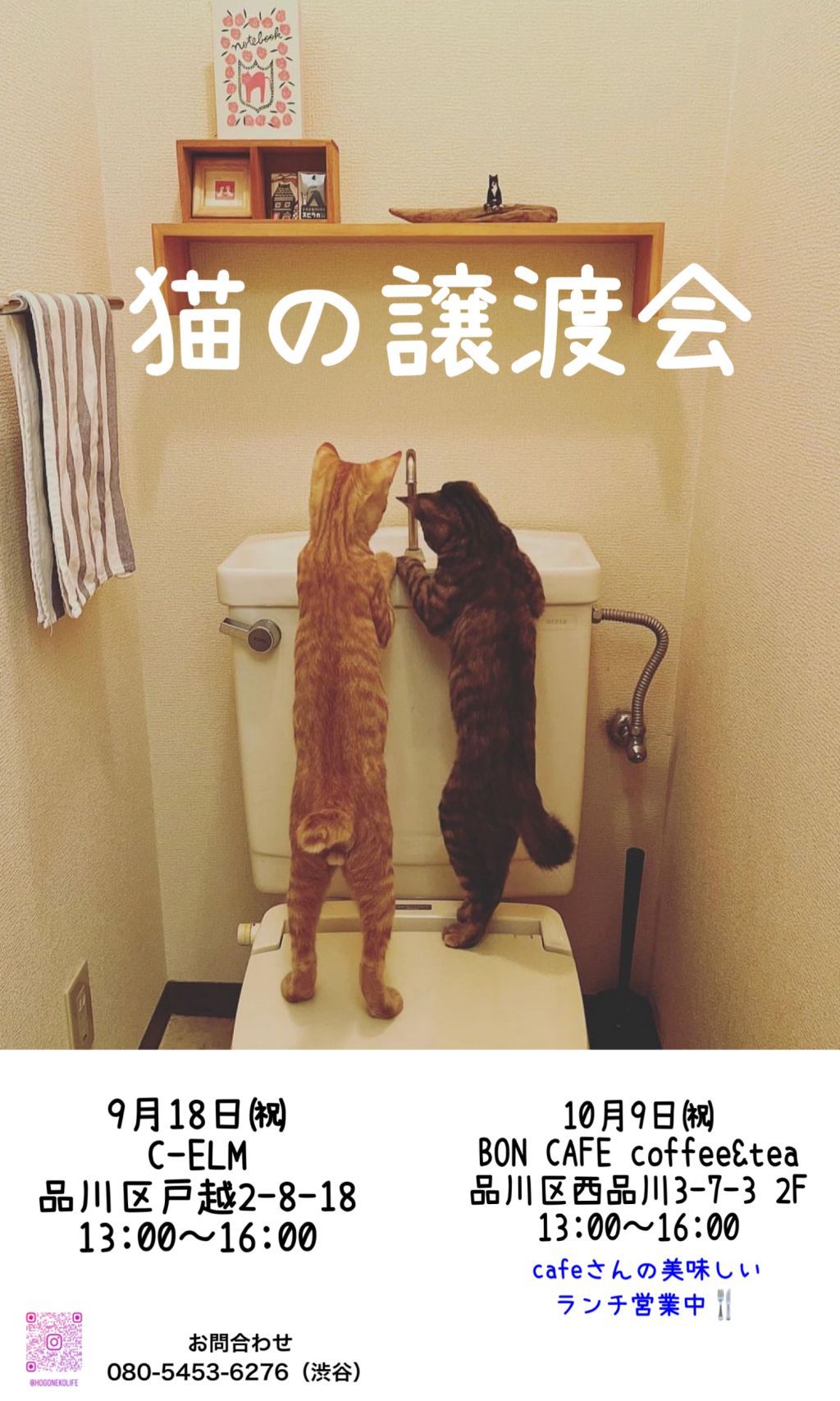 猫の譲渡会 戸越銀座 | 野良猫0zero0プロジェクト | OMUSUBI by ペトコト｜保護犬・保護猫マッチングサイト
