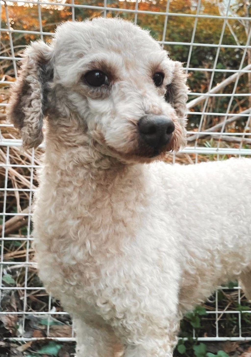 元気いっぱいの女の子 | トイプードル | ドッグキャットレスキュー アネラ | OMUSUBI by ペトコト｜保護犬・保護猫マッチングサイト