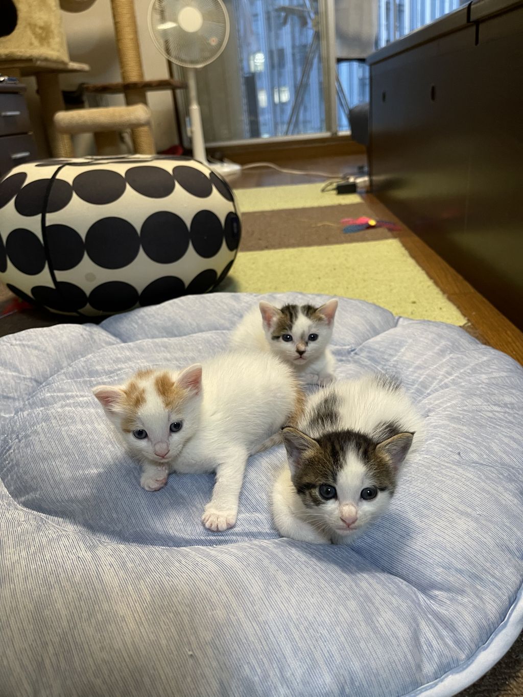 元気いっぱい、ミルク大好き、とっても可愛い | 雑種（ミックス猫） | 野良猫0zero0プロジェクト | OMUSUBI by ペトコト｜保護犬・保護猫マッチングサイト