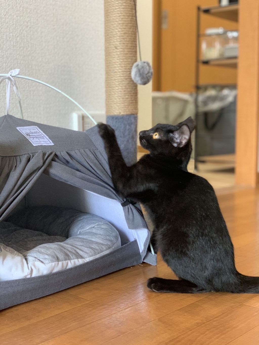 小柄な体格【5ヶ月・淀川区】 | 雑種（ミックス猫） | ねこから目線。 | OMUSUBI by ペトコト｜保護犬・保護猫マッチングサイト