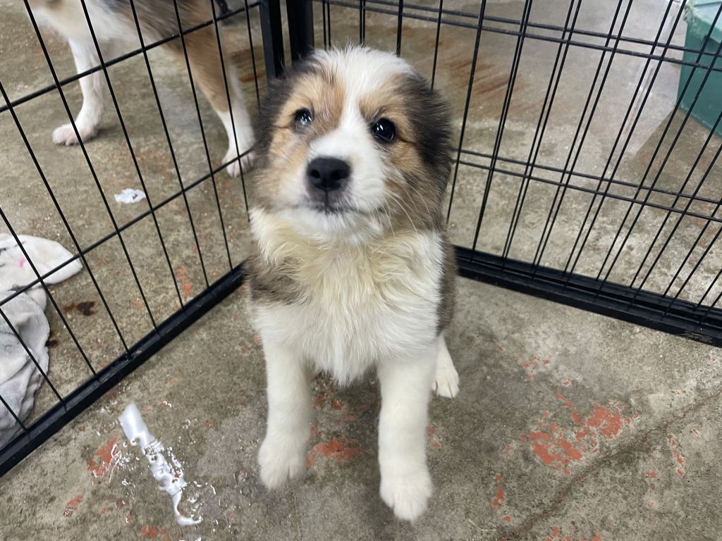 三毛がおしゃれな女の子 | 雑種（ミックス犬） | 宮古島SAVE THE ANIMALS | OMUSUBI by ペトコト｜保護犬・保護猫マッチングサイト