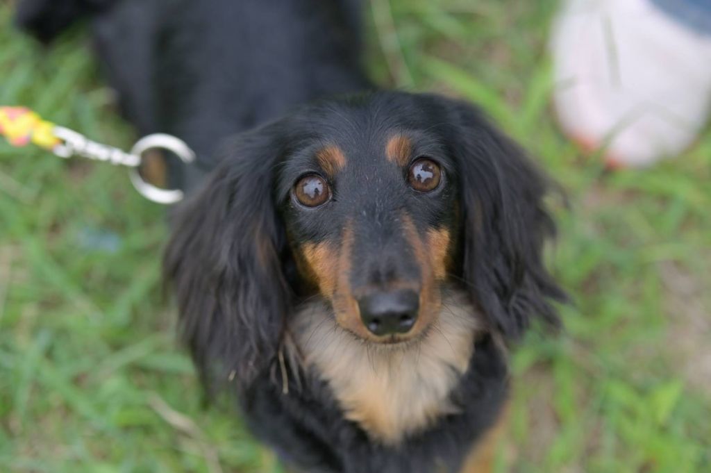 人が大好き甘えん坊！ | ミニチュア・ダックスフンド | COCO NEEL animal rights group | OMUSUBI by ペトコト｜保護犬・保護猫マッチングサイト