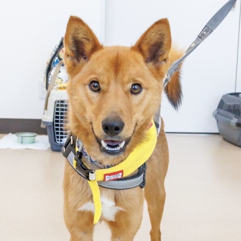 元気いっぱい！とっても人懐っこい男の子♪さてつくん | 雑種（ミックス犬） | 一般社団法人SORA小さな命を救う会 | OMUSUBI（ペトコトお結び）- 保護犬・保護猫のペット里親募集サイト