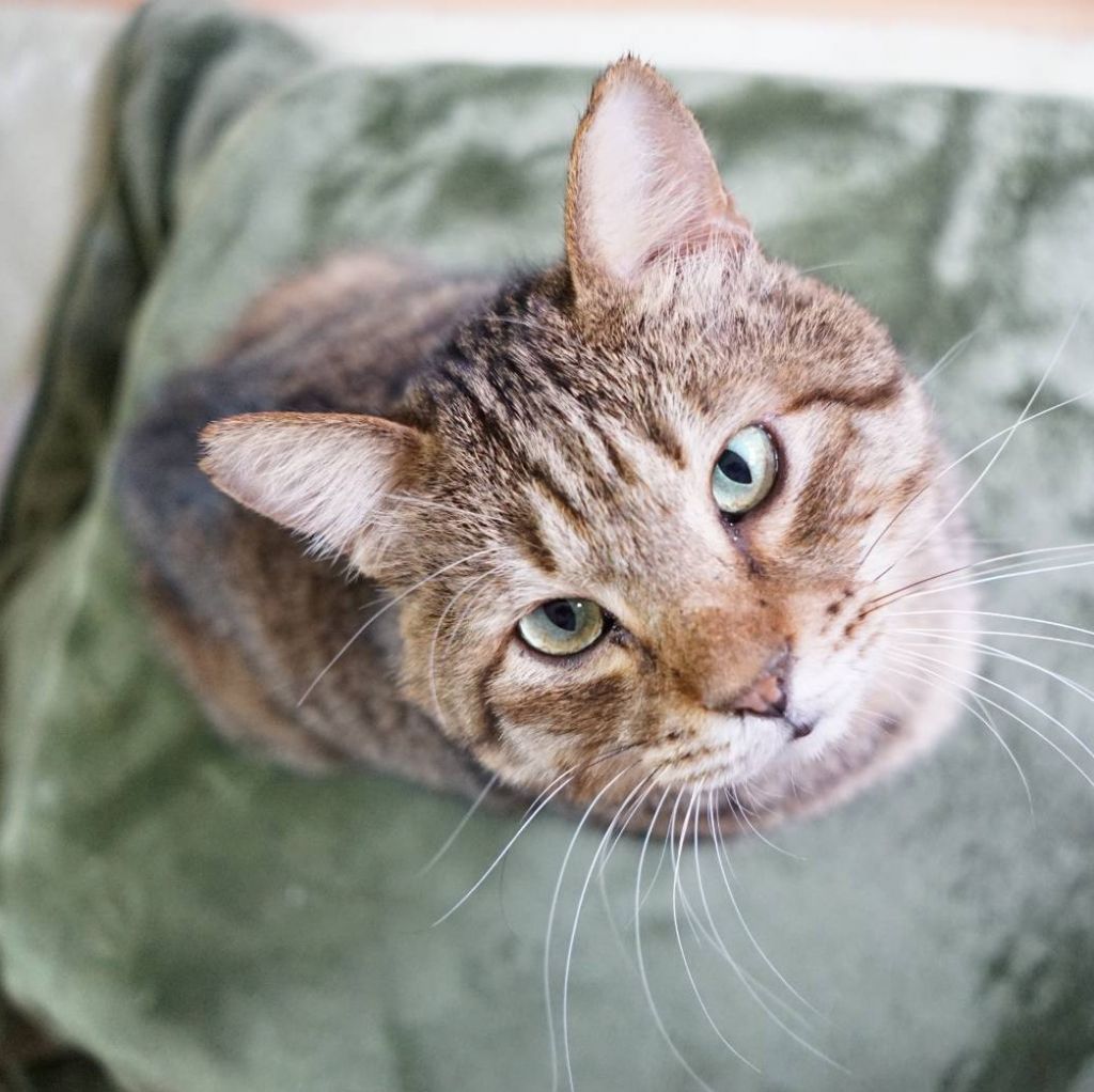 【ダイゴ】おかげさまで里親さまが決まりました | 雑種（ミックス猫） | 一般社団法人 おーあみ避難所 | OMUSUBI by ペトコト｜保護犬・保護猫マッチングサイト