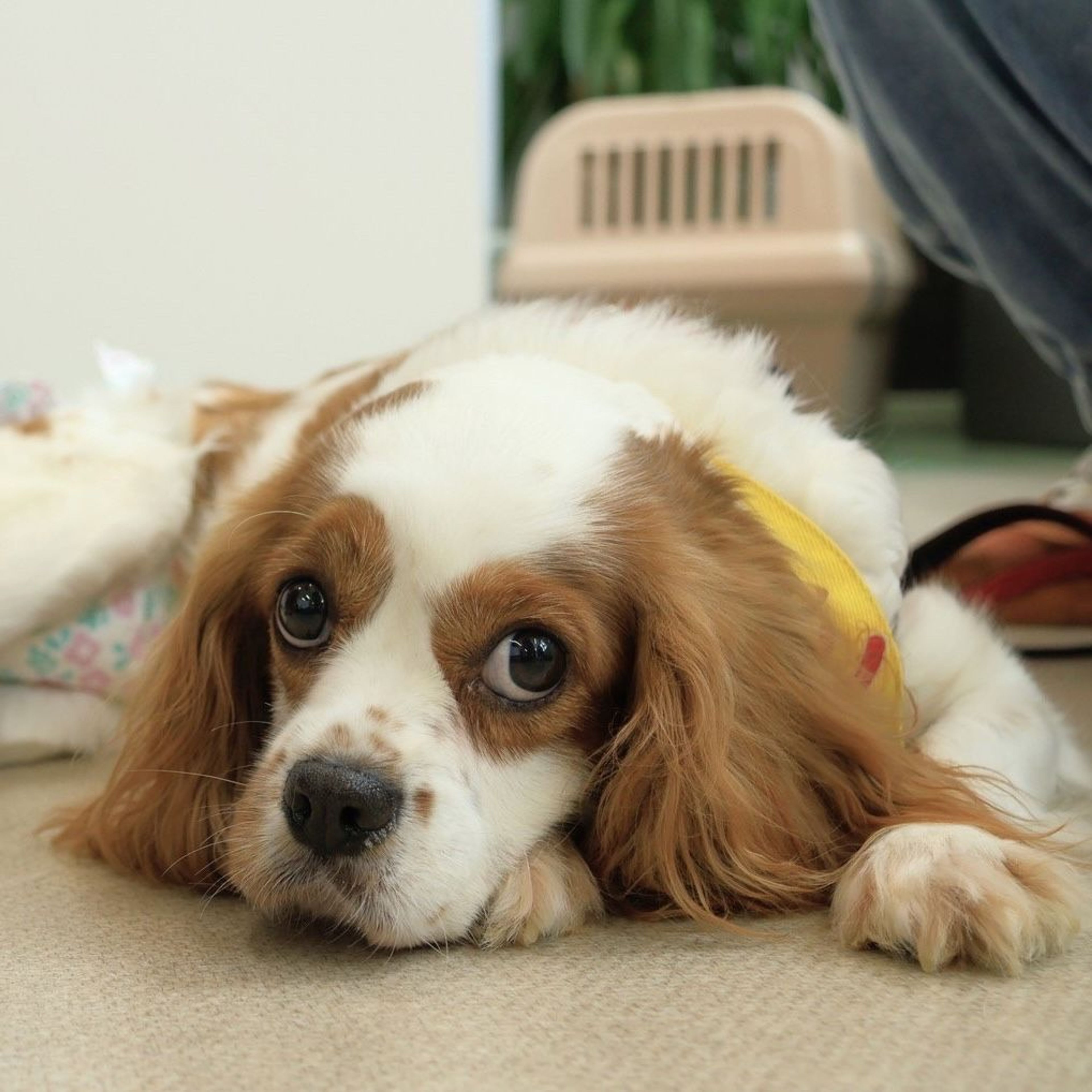 控えめで穏やか、甘えん坊な女の子♡ | キャバリア・キング・チャールズ・スパニエル | 一般社団法人SORA小さな命を救う会 | OMUSUBI（ペトコトお結び）- 保護犬・保護猫のペット里親 ...