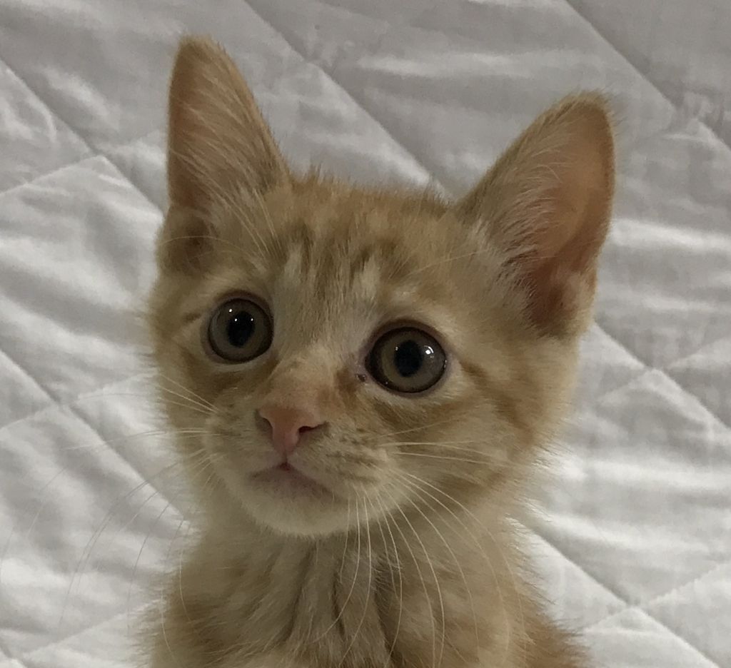 生後2カ月弱 茶トラの美男子君！ | 雑種（ミックス猫） | サクラねこ名古屋 | OMUSUBI by ペトコト｜保護犬・保護猫マッチングサイト