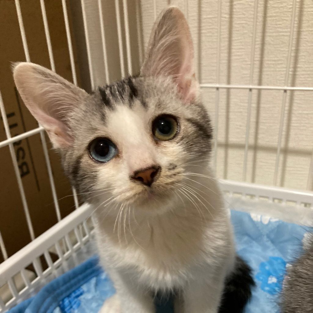 お腹を見せて甘える人なれ抜群★マレくん | 雑種（ミックス猫） | NPO法人 猫の森 | OMUSUBI by ペトコト｜保護犬・保護猫マッチングサイト