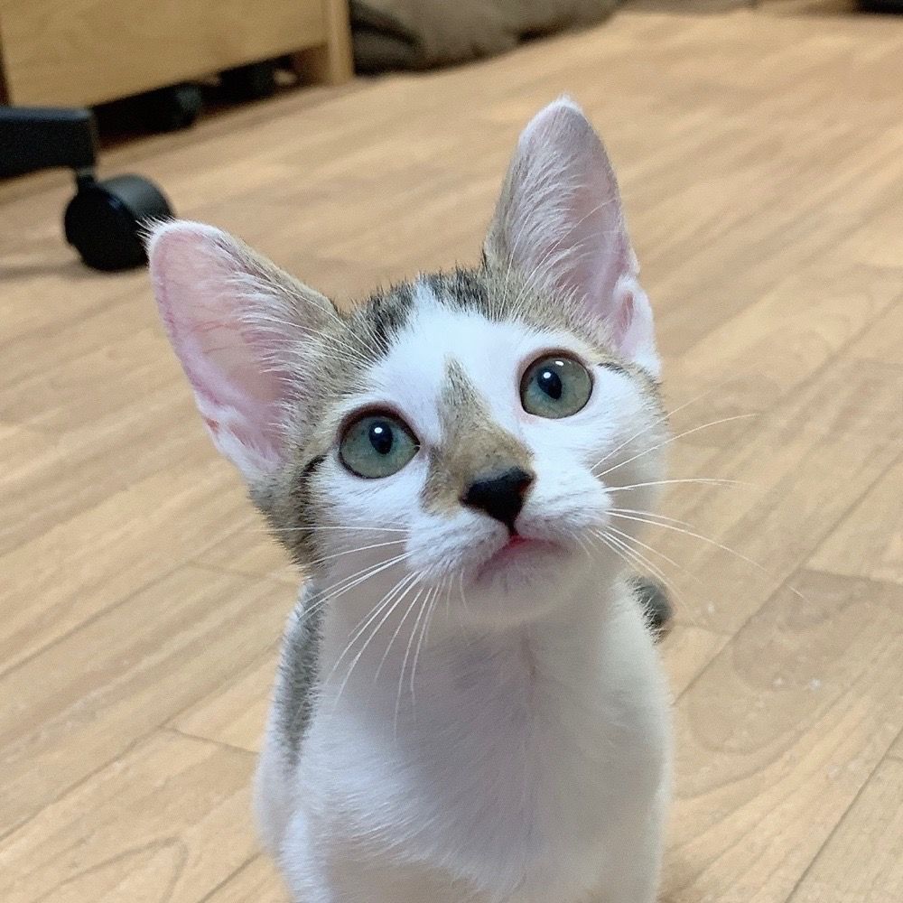 お鼻の茶色が目印の元気っ子！ | 雑種（ミックス猫） | ミャオ！ねこのおうち | OMUSUBI by ペトコト｜保護犬・保護猫マッチングサイト