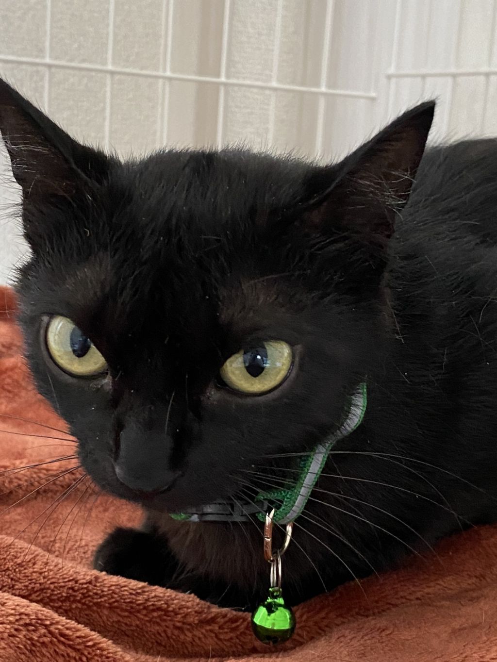 すぐへそ天しちゃう女の子♪ | 雑種（ミックス猫） | NPO法人 CATS WELCARE | OMUSUBI by ペトコト｜保護犬・保護猫マッチングサイト