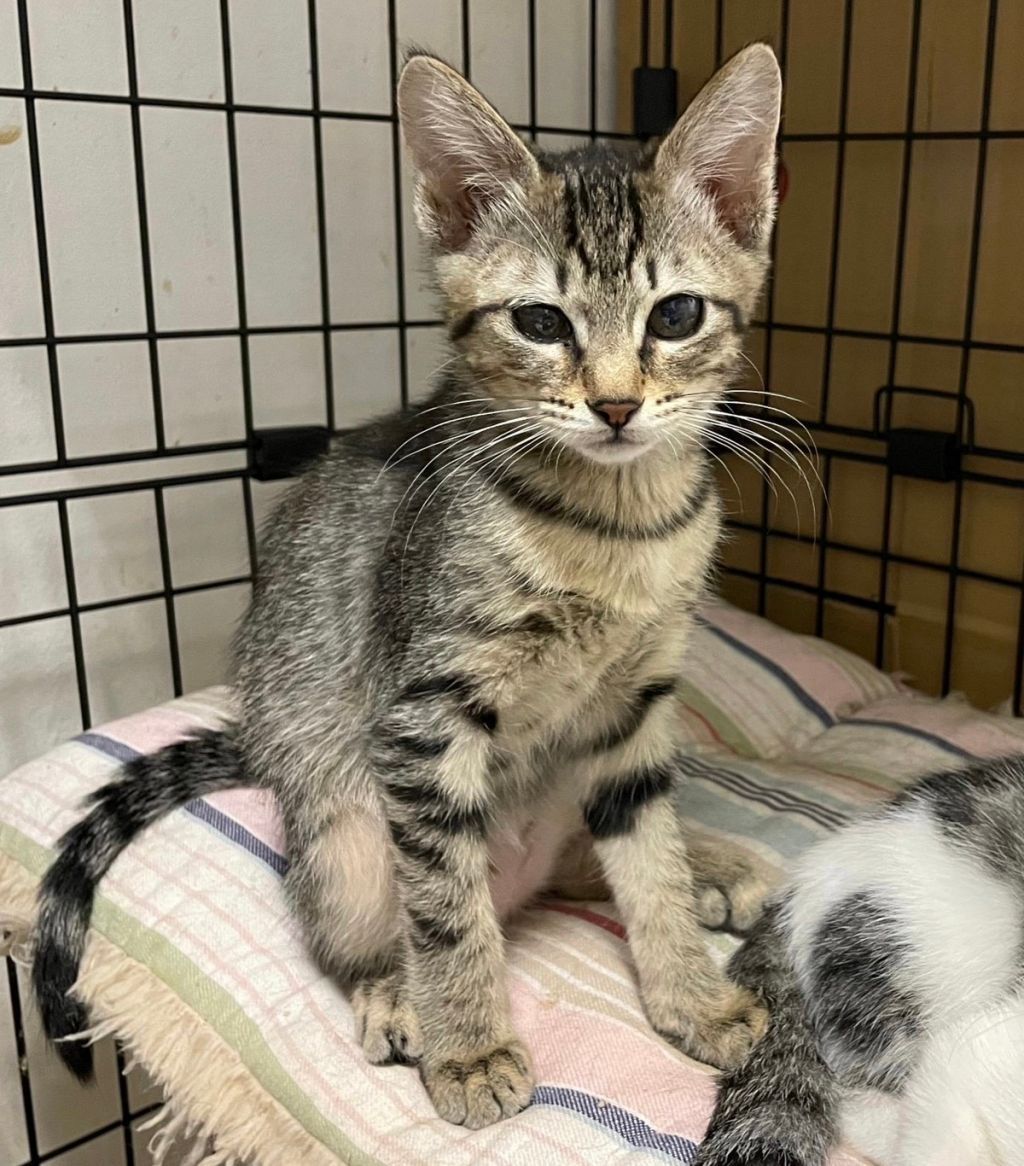 スズメ | 雑種（ミックス猫） | Cat Link | OMUSUBI by ペトコト｜保護犬・保護猫マッチングサイト