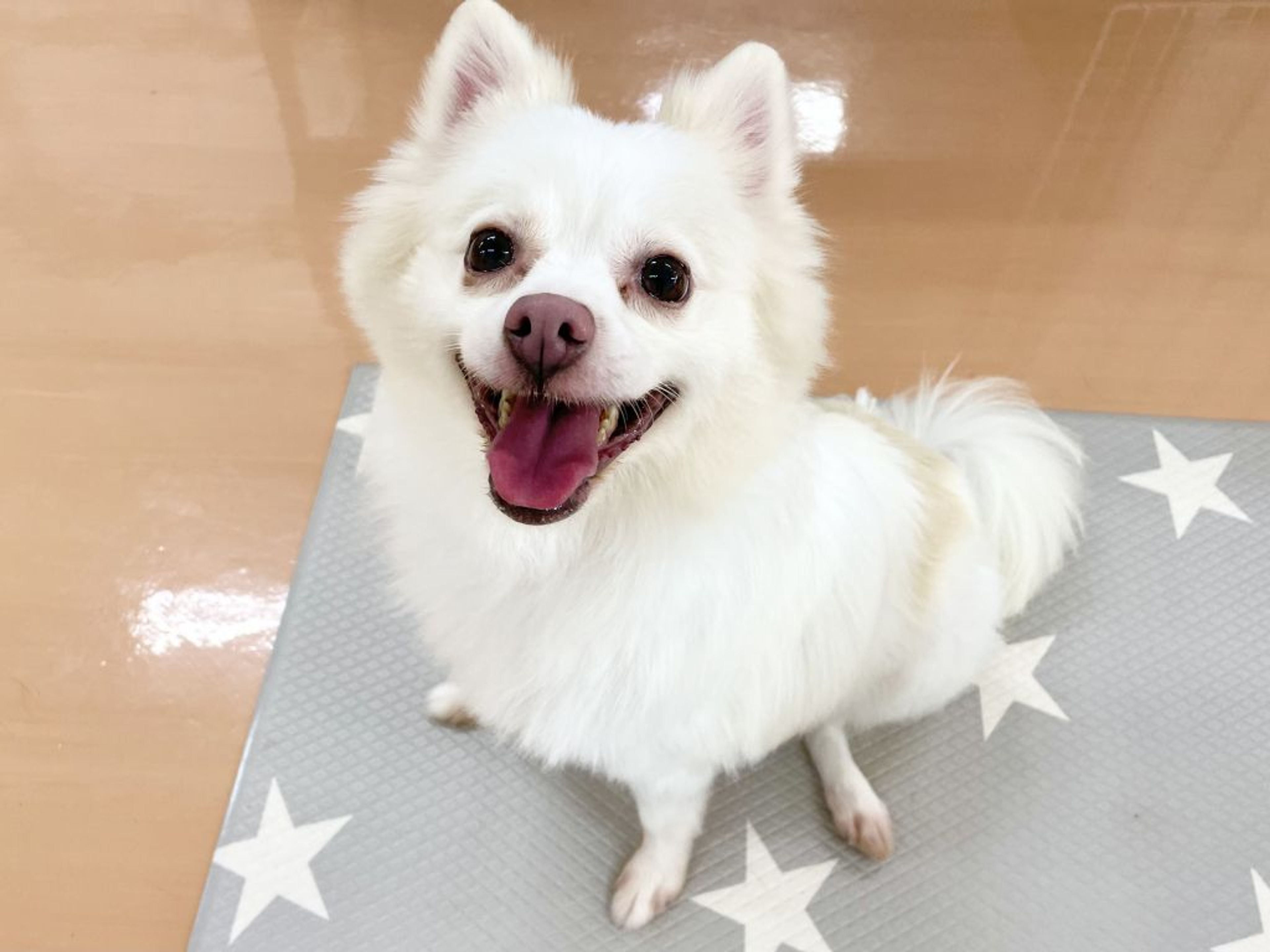 動画あり！人大大好き！ | ポメラニアン | NPO法人 Wonderful Dogs | OMUSUBI（ペトコトお結び）- 保護犬・保護猫 ...