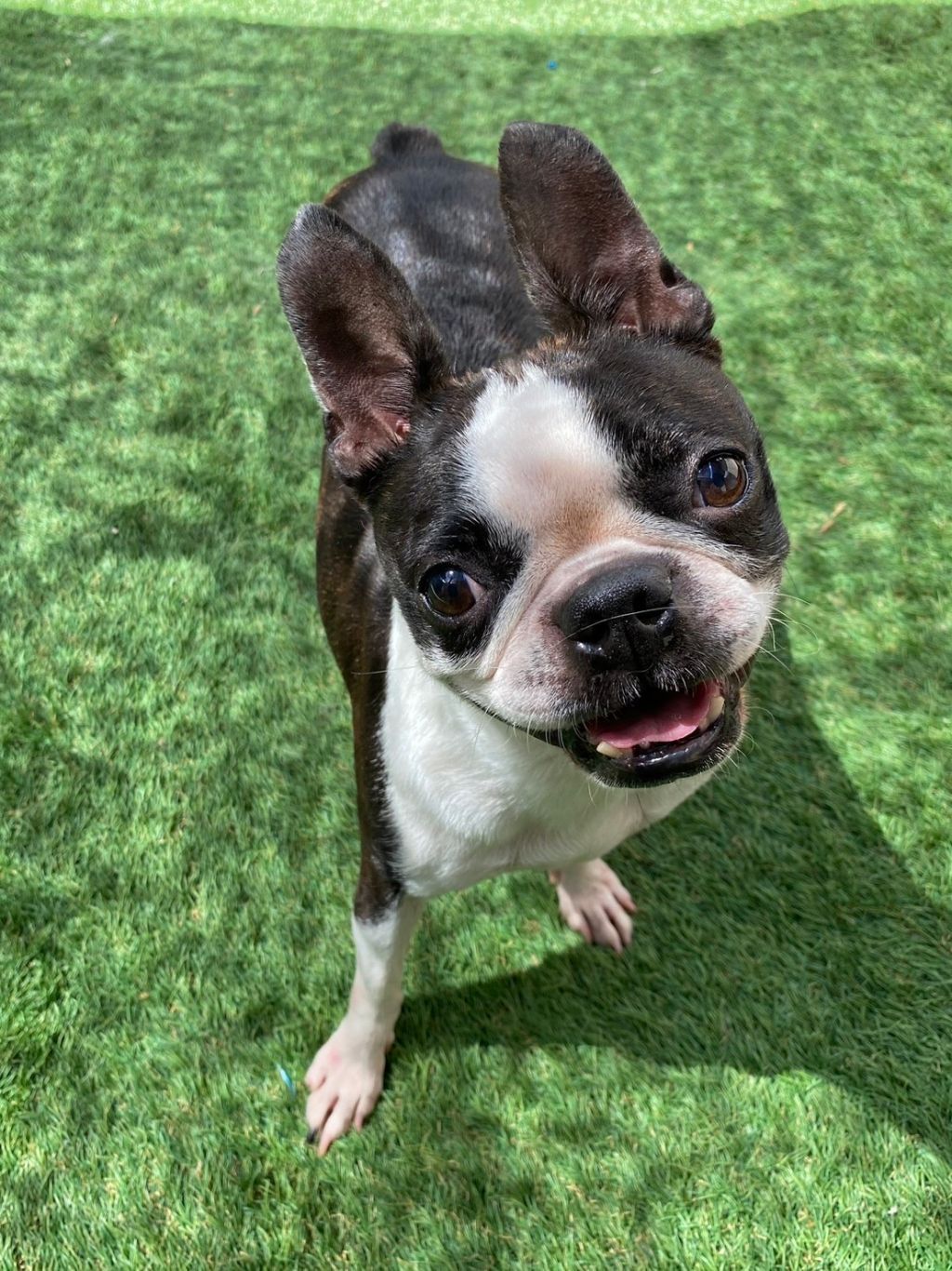 おっとり控えめなボストンテリアちゃん | ボストン・テリア | Enn | OMUSUBI by ペトコト｜保護犬・保護猫マッチングサイト