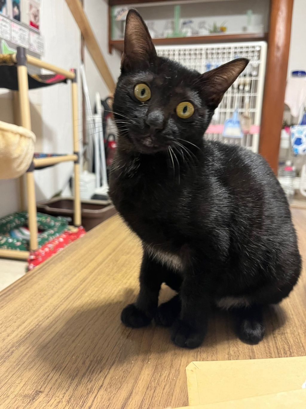 小柄ちっちゃな黒猫ちゃん | 雑種（ミックス猫） | Enn | OMUSUBI（ペトコトお結び）- 保護犬・保護猫のペット里親募集サイト