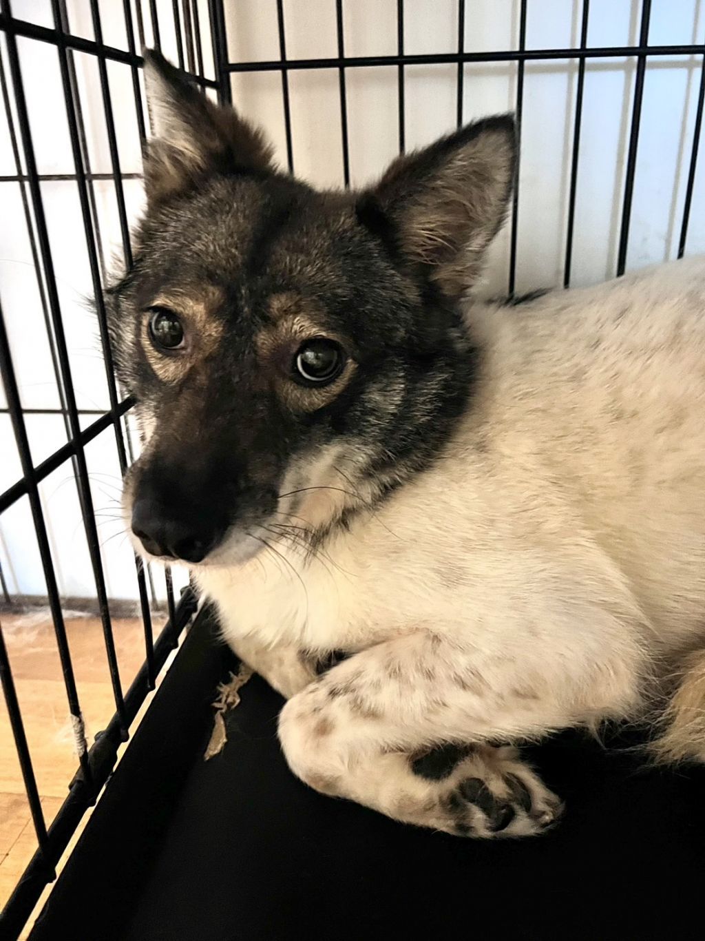 少しシャイな女の子 | 雑種（ミックス犬） | NPO法人アニマルレスキュー Miki Japan | OMUSUBI by ペトコト｜保護犬・保護猫マッチングサイト