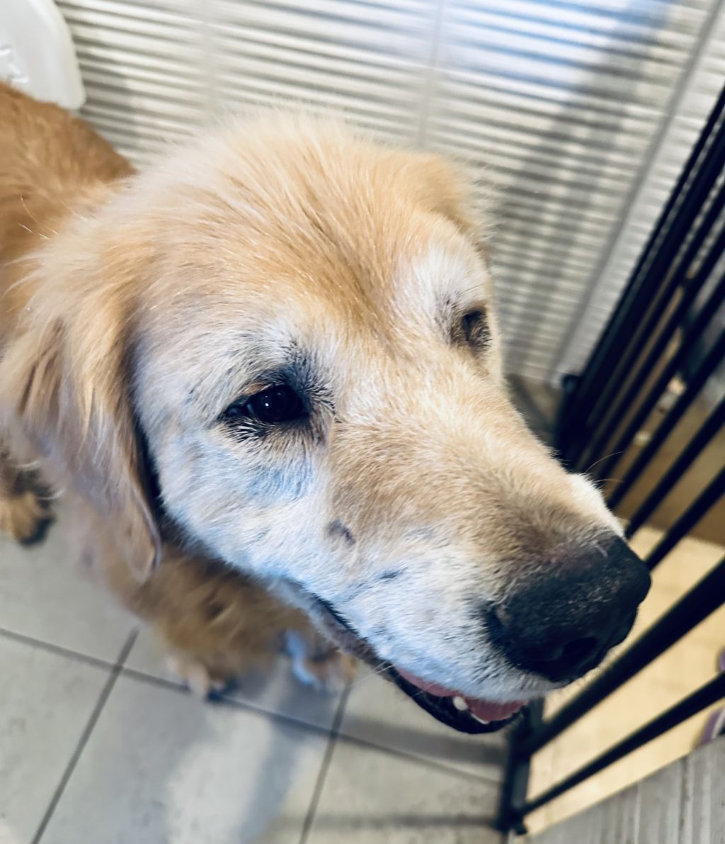 甘えかたを覚えています | ゴールデン・レトリーバー | NPO法人small life protection〜保護PETS〜 | OMUSUBI by ペトコト｜保護犬・保護猫マッチングサイト