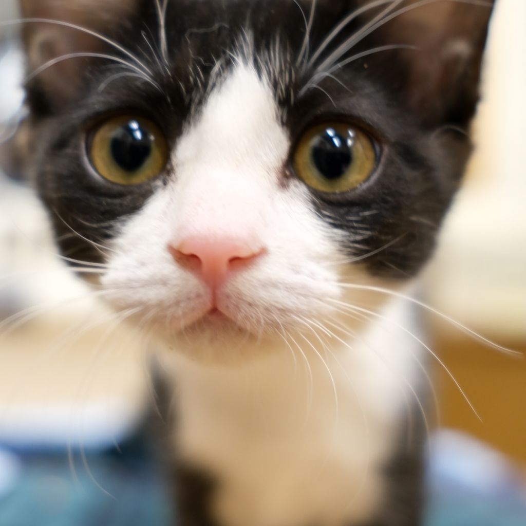 元気いっぱいな女の子 | 雑種（ミックス猫） | NPO法人キャットセイビア | OMUSUBI by ペトコト｜保護犬・保護猫マッチングサイト