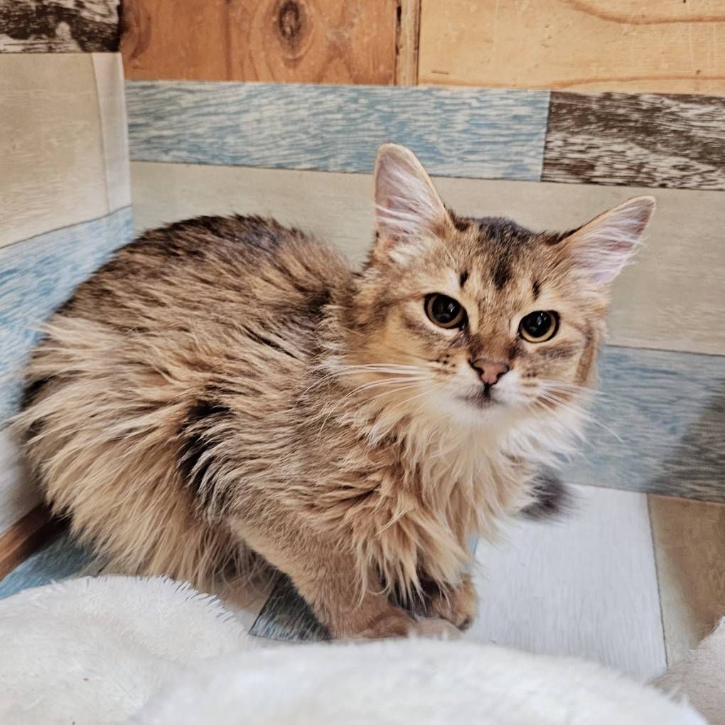 ソマリ仔猫、甘えたの可愛い子です | ソマリ | NPO法人アニマルレスキューたんぽぽ | OMUSUBI by ペトコト｜保護犬・保護猫マッチングサイト