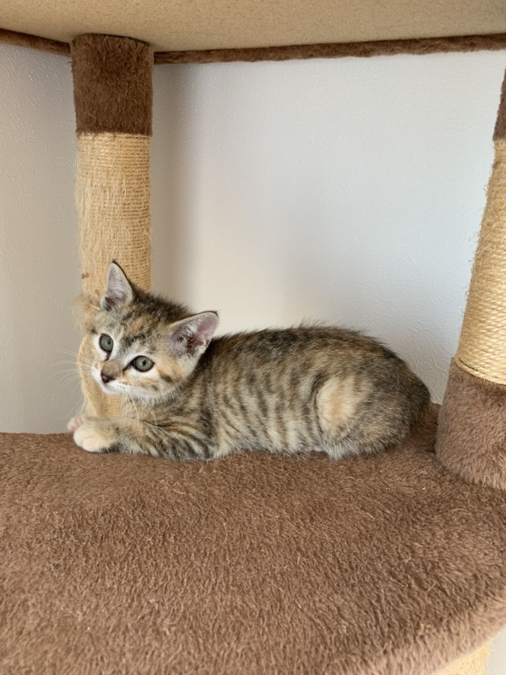 ちょっと怖がりな美少女キジトラ☆デールちゃん | 雑種（ミックス猫） | NPO法人 猫の森 | OMUSUBI by ペトコト｜保護犬・保護猫マッチングサイト