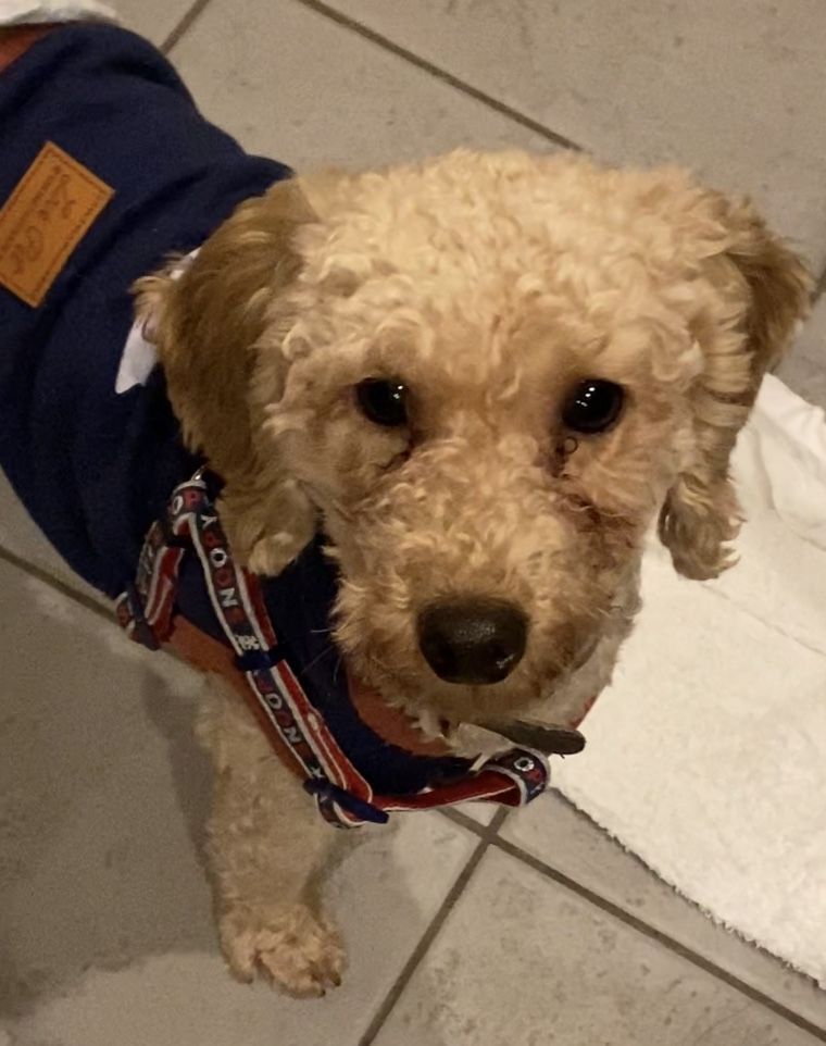 人馴れ度★5つ | トイプードル | NPO法人small life protection〜保護PETS〜 | OMUSUBI by ペトコト｜保護犬・保護猫マッチングサイト