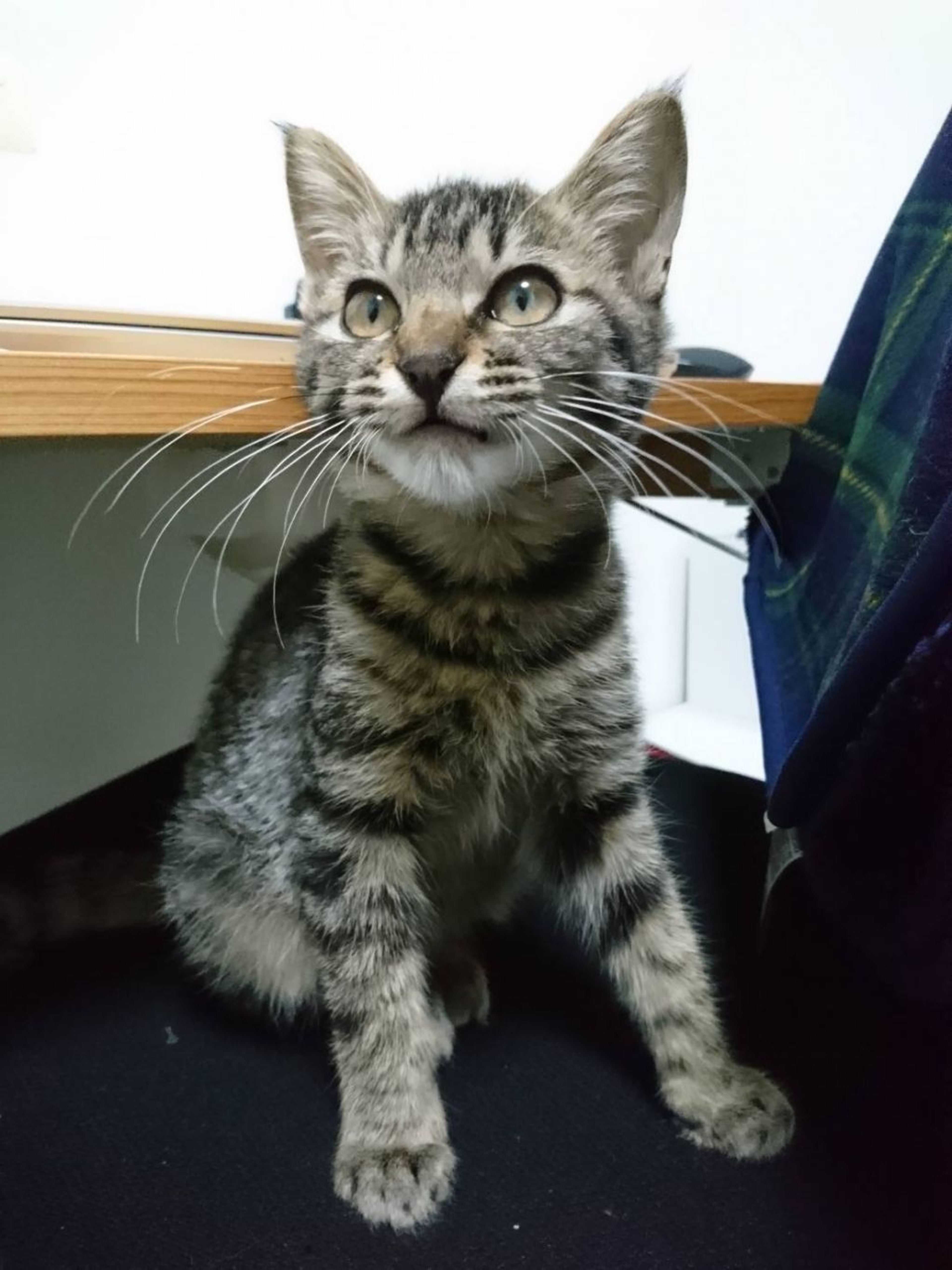 物怖じしない、甘えん坊さん♪ | 雑種（ミックス猫） | NPO法人 猫の森 | OMUSUBI（ペトコトお結び）- 保護犬・保護猫のペット里親募集サイト