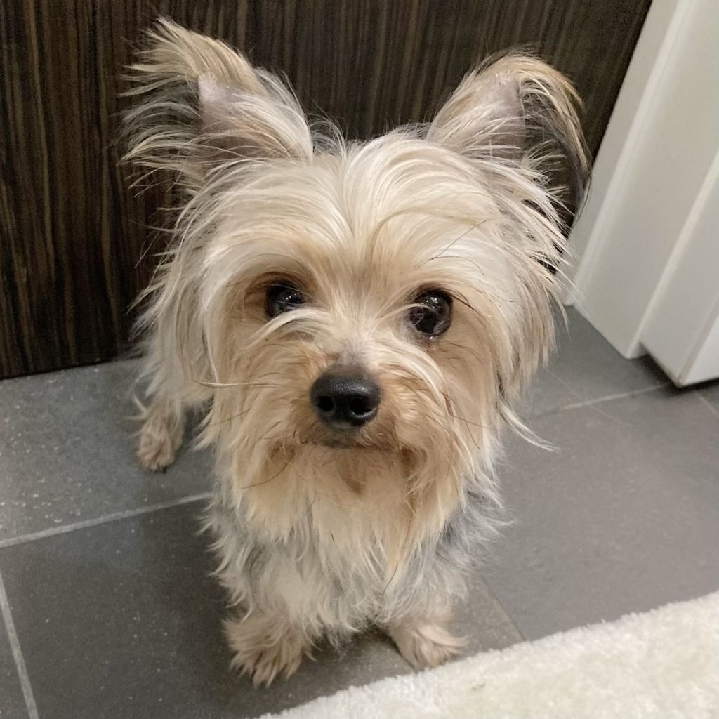 遊ぶのも抱っこされるのも大好き！ | ヨークシャー・テリア | 【保護犬団体】肉球レンジャー | OMUSUBI by ペトコト｜保護犬・保護猫マッチングサイト