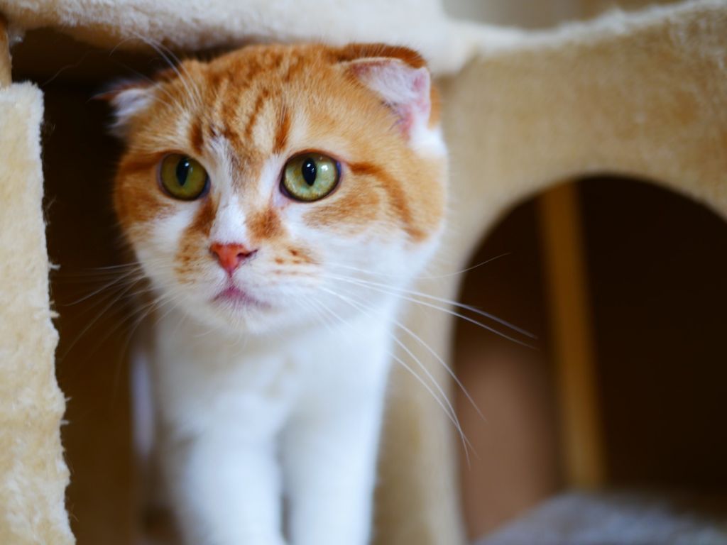 スコティッシュ6歳の女の子♡エルマーちゃん | スコティッシュフォールド | NPO法人 猫の森 | OMUSUBI by ペトコト｜保護犬・保護猫マッチングサイト