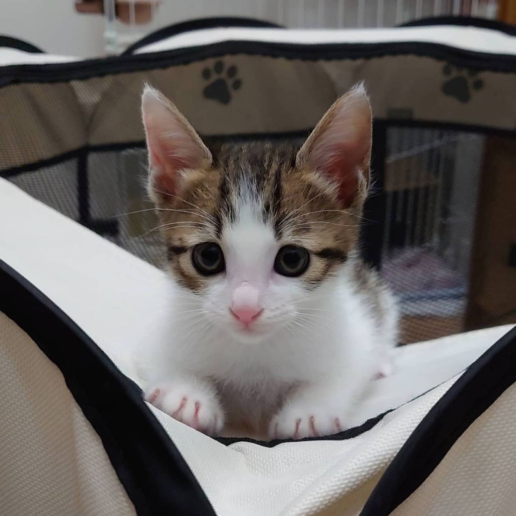 もちもちの体が可愛い男の子★ネルくん | 雑種（ミックス猫） | NPO法人 猫の森 | OMUSUBI by ペトコト｜保護犬・保護猫マッチングサイト