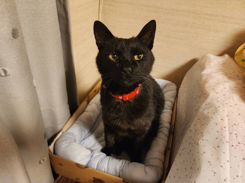 穏やかで優しいノア、猫は共存出来ますが苦手です | 雑種（ミックス猫） | 野良猫0zero0プロジェクト | OMUSUBI（ペトコトお結び）- 保護犬・保護猫のペット里親募集サイト