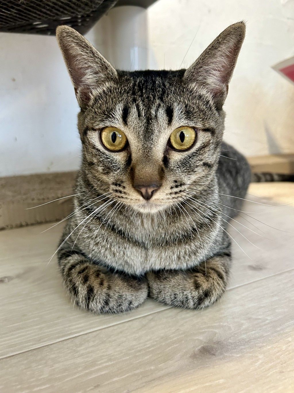 シュッと小顔なイケメン♡キジトラくん | 雑種（ミックス猫） | Enn | OMUSUBI（ペトコトお結び）- 保護犬・保護猫のペット里親募集サイト