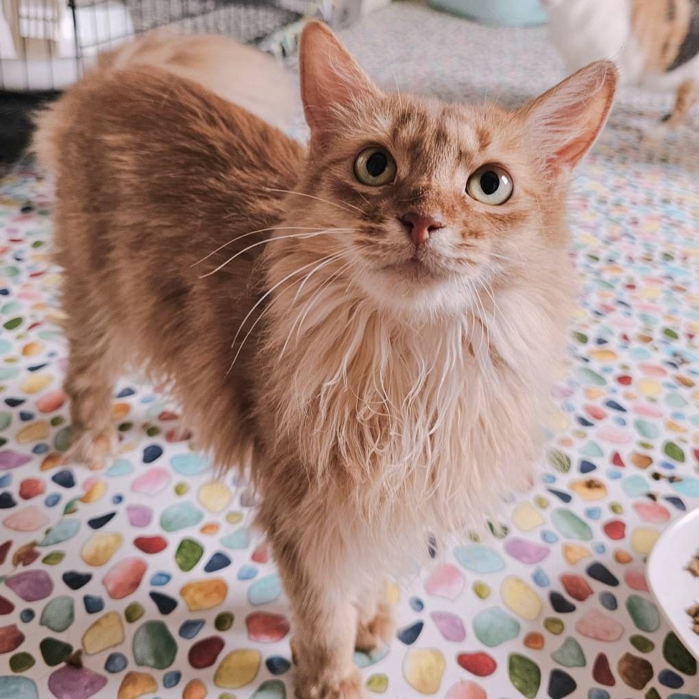 性格抜群に可愛いソマリ1歳 | ソマリ | NPO法人アニマルレスキューたんぽぽ | OMUSUBI by ペトコト｜保護犬・保護猫マッチングサイト