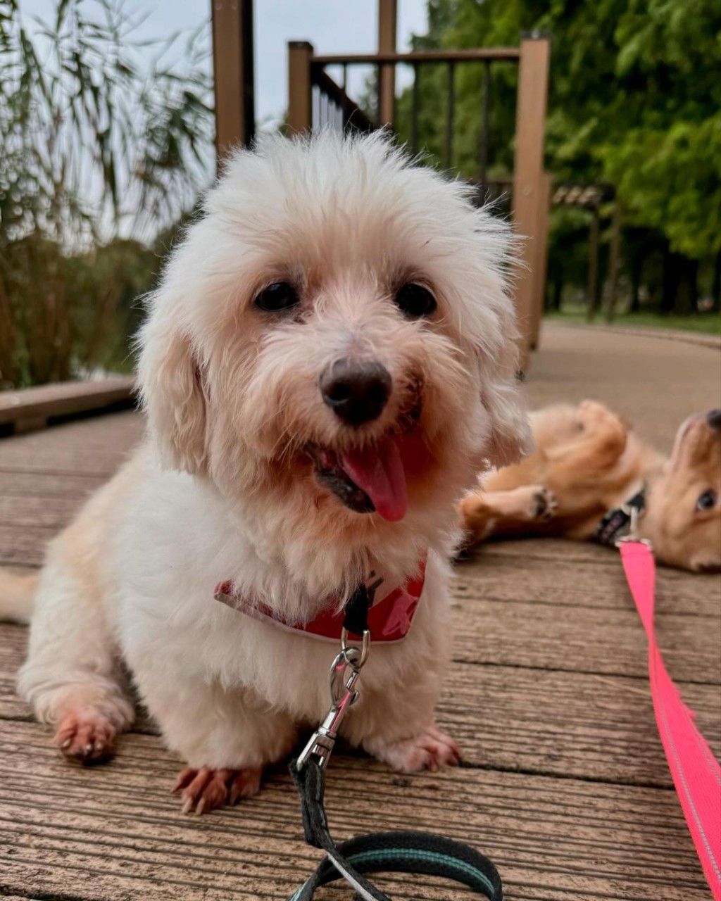 足の短いマルチーズ？ | 雑種（ミックス犬） | NPO法人small life protection〜保護PETS〜 | OMUSUBI by ペトコト｜保護犬・保護猫マッチングサイト