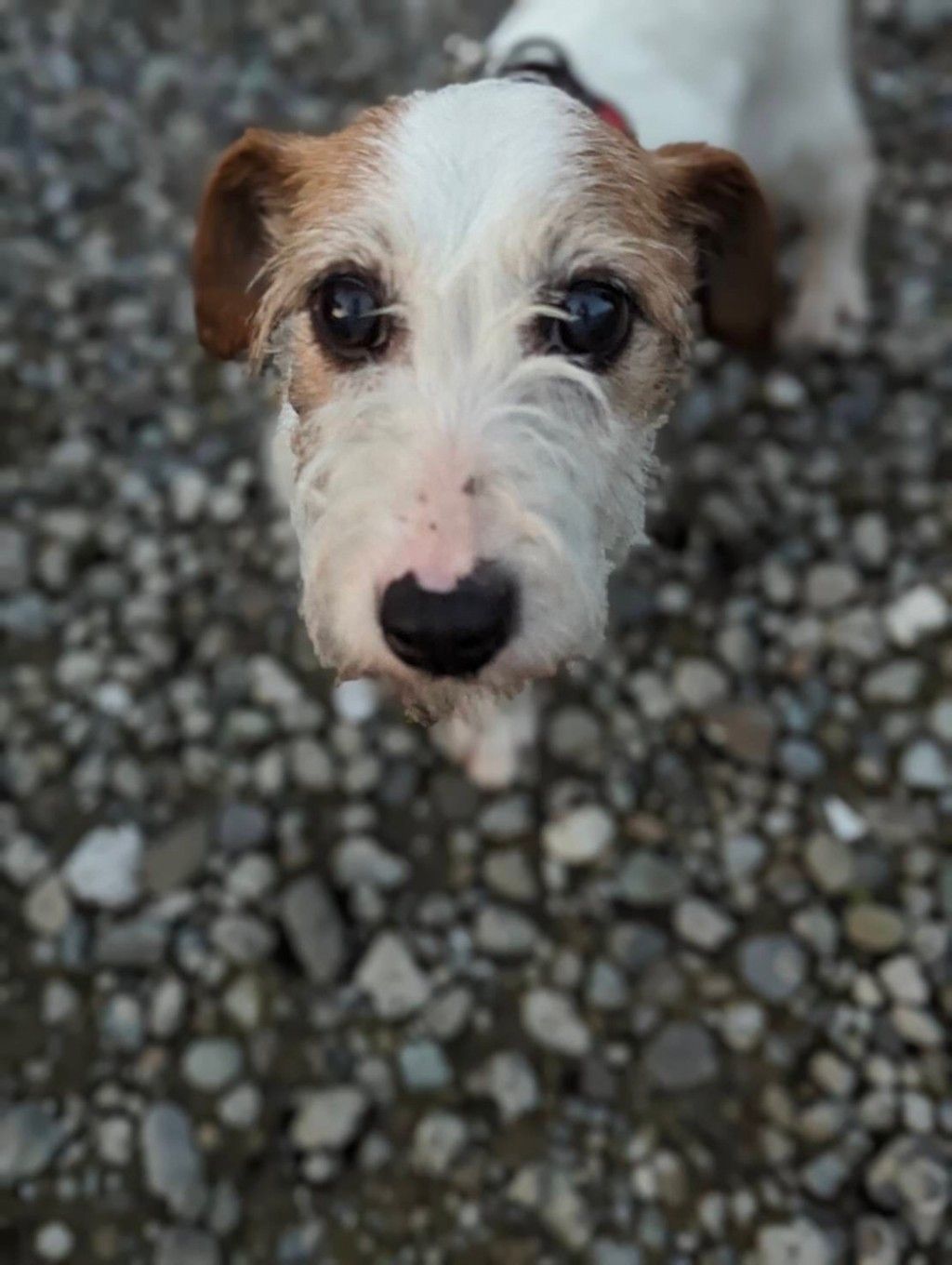 穏やかで明るい性格！ | ジャック・ラッセル・テリア | COCO NEEL animal rights group | OMUSUBI by ペトコト｜保護犬・保護猫マッチングサイト