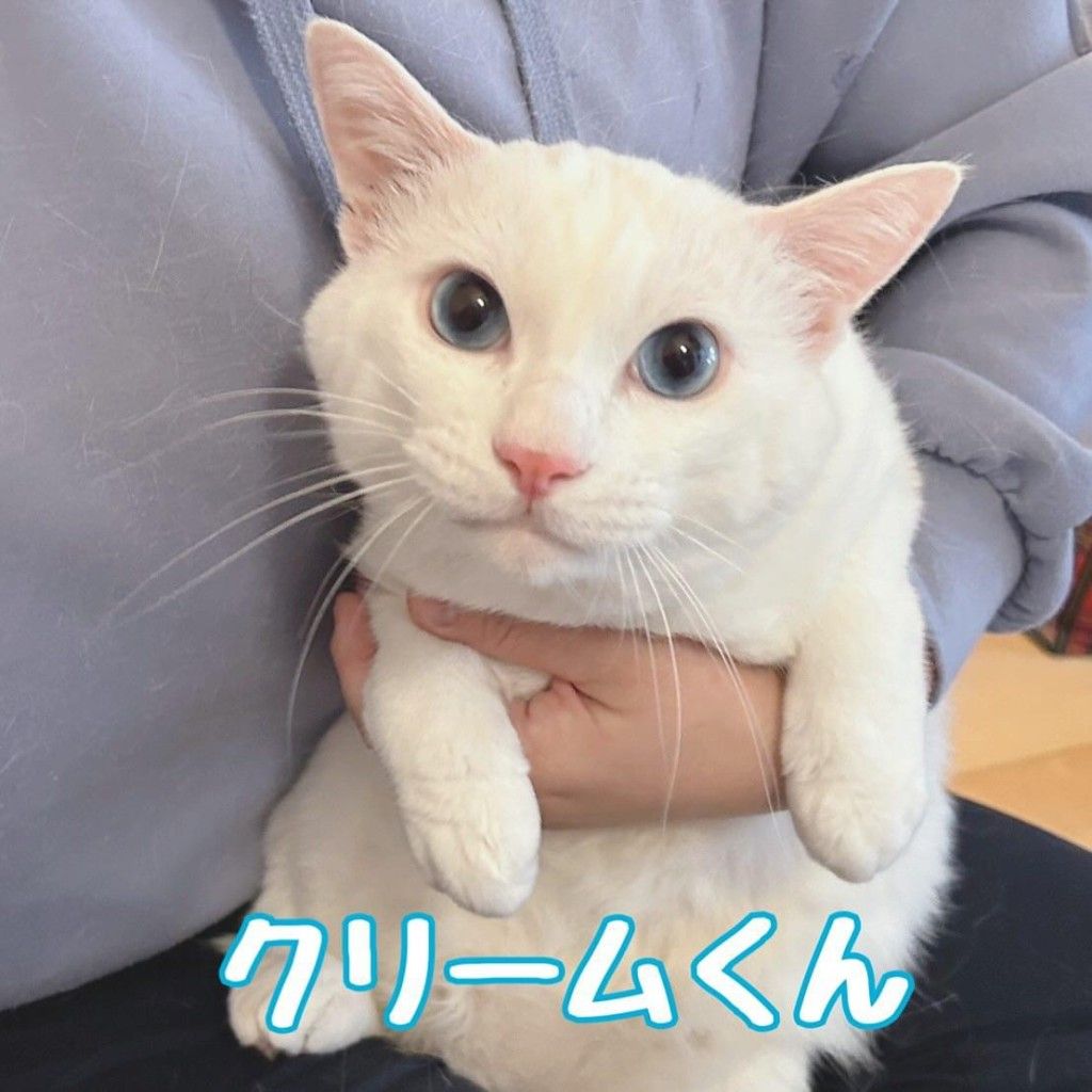 【6/16譲渡会】ハンデはスペシャルな印のクリーム | 雑種（ミックス猫） | なら地域ねこの会 | OMUSUBI by ペトコト｜保護犬・保護猫マッチングサイト