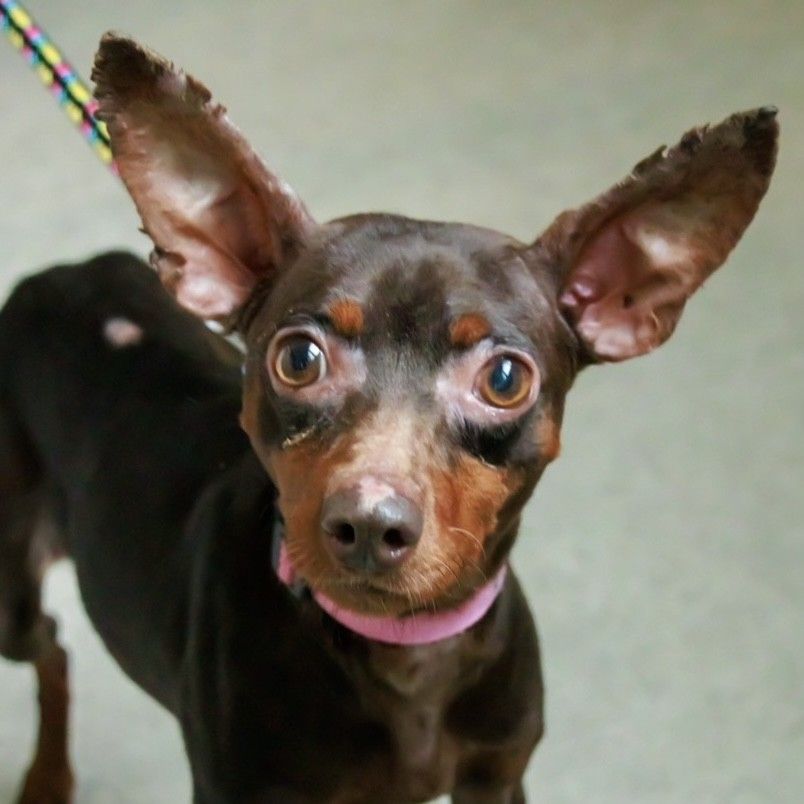 ちょっぴりお転婆さんな元気なミニピンの女の子 | ミニチュア・ピンシャー | 一般社団法人SORA小さな命を救う会 | OMUSUBI by ペトコト｜保護犬・保護猫マッチングサイト