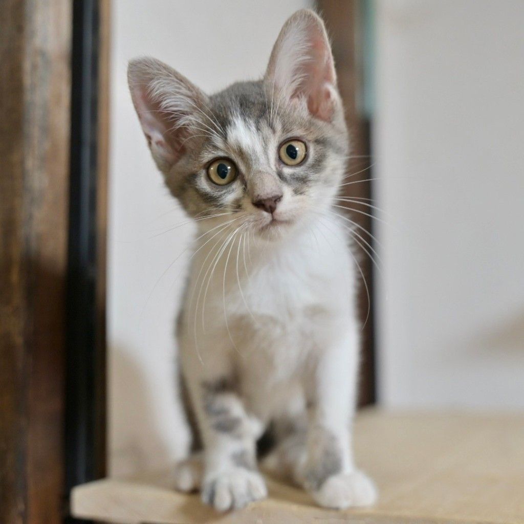 膝に乗ってきて撫でられるの大好き♡ココちゃん | 雑種（ミックス猫） | NPO法人 猫の森 | OMUSUBI by ペトコト｜保護犬・保護猫マッチングサイト