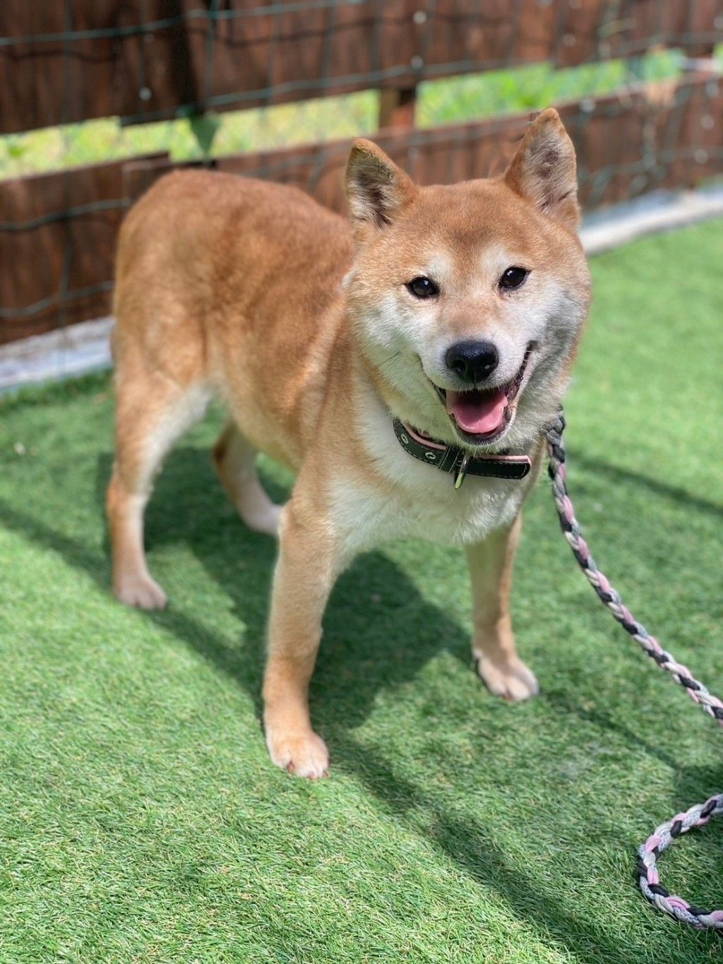 あどけなさ残る純粋柴犬ちゃん | 柴犬 | Enn | OMUSUBI by ペトコト｜保護犬・保護猫マッチングサイト