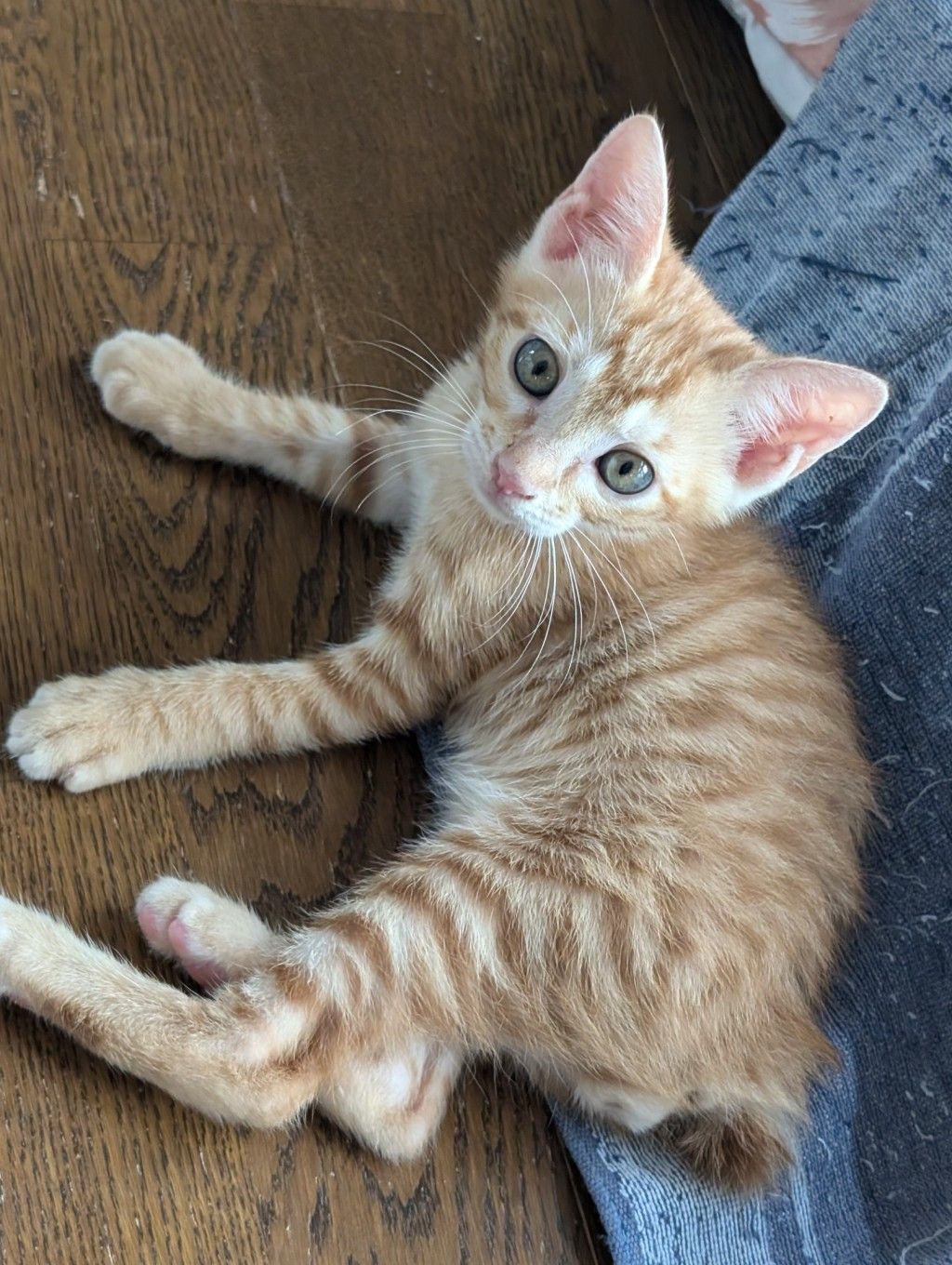 一緒に寝られる、激かわ茶トラ | 雑種（ミックス猫） | NPO法人ねりまねこ | OMUSUBI by ペトコト｜保護犬・保護猫マッチングサイト