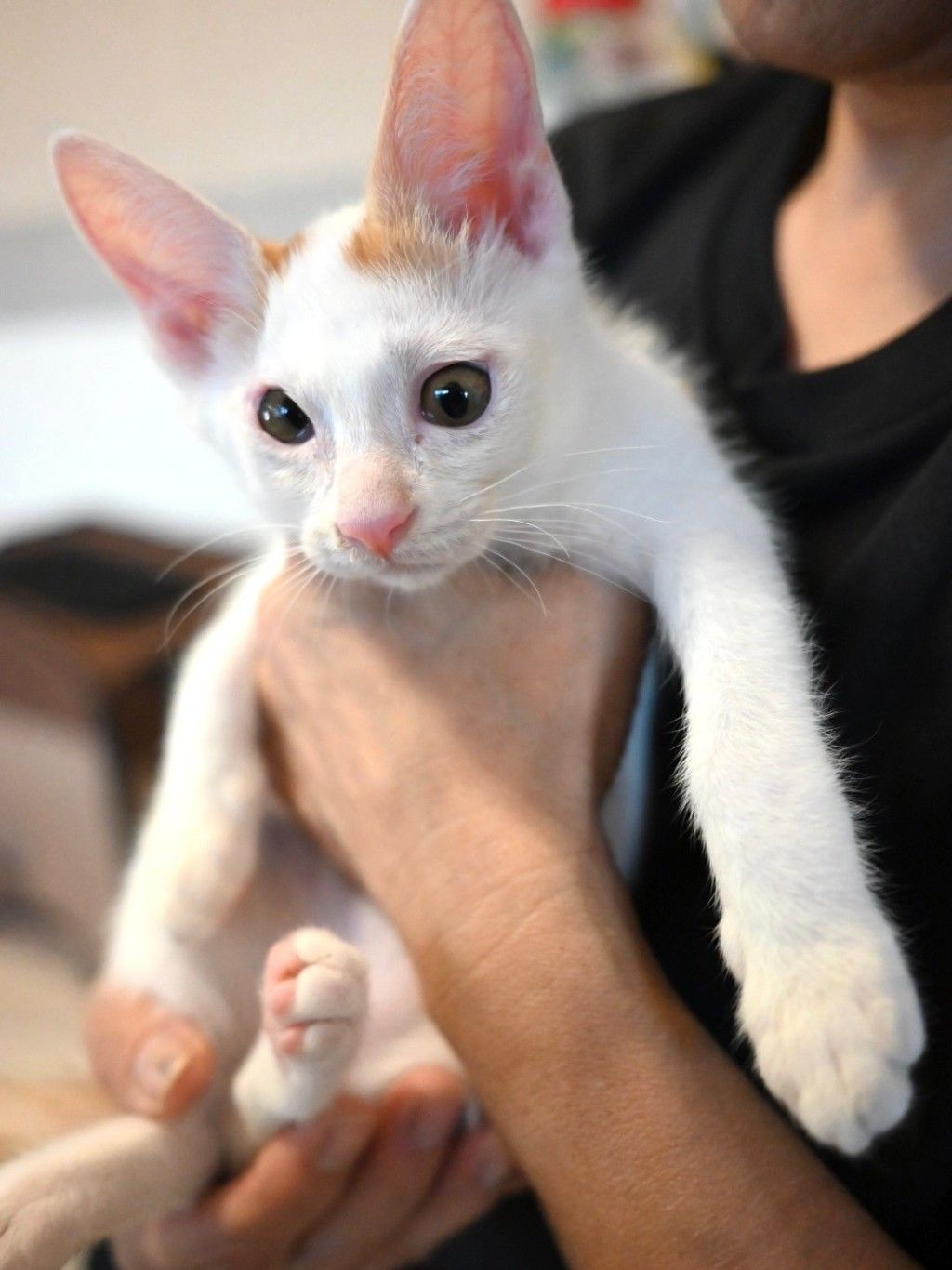 生まれつきの個性にご理解いただける里親様をお待ちしています | 雑種（ミックス猫） | Enn | OMUSUBI by ペトコト｜保護犬・保護猫マッチングサイト