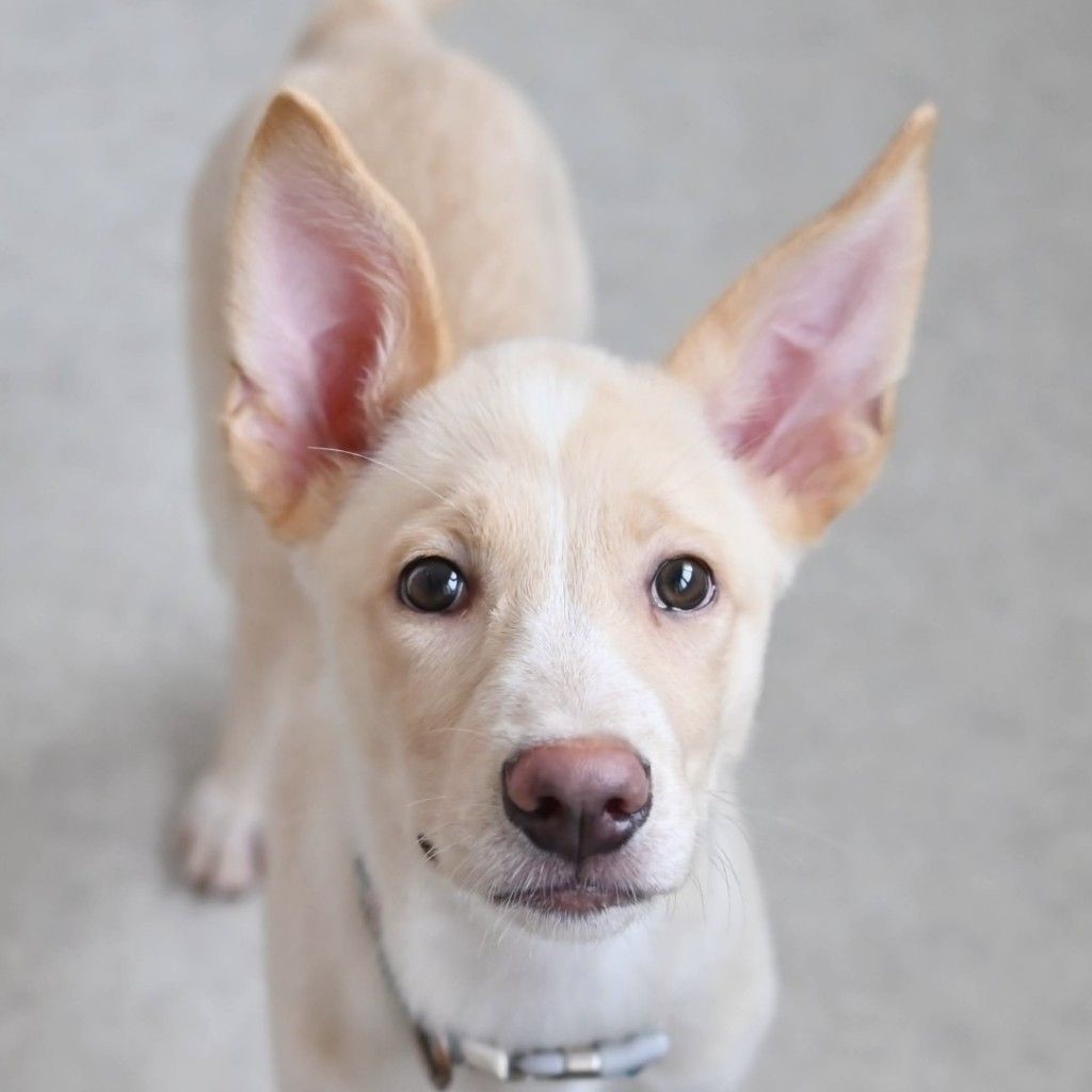 活発で好奇心いっぱい！生後7〜8ヶ月の女の子 | 雑種（ミックス犬） | 一般社団法人SORA小さな命を救う会 | OMUSUBI by ペトコト｜保護犬・保護猫マッチングサイト