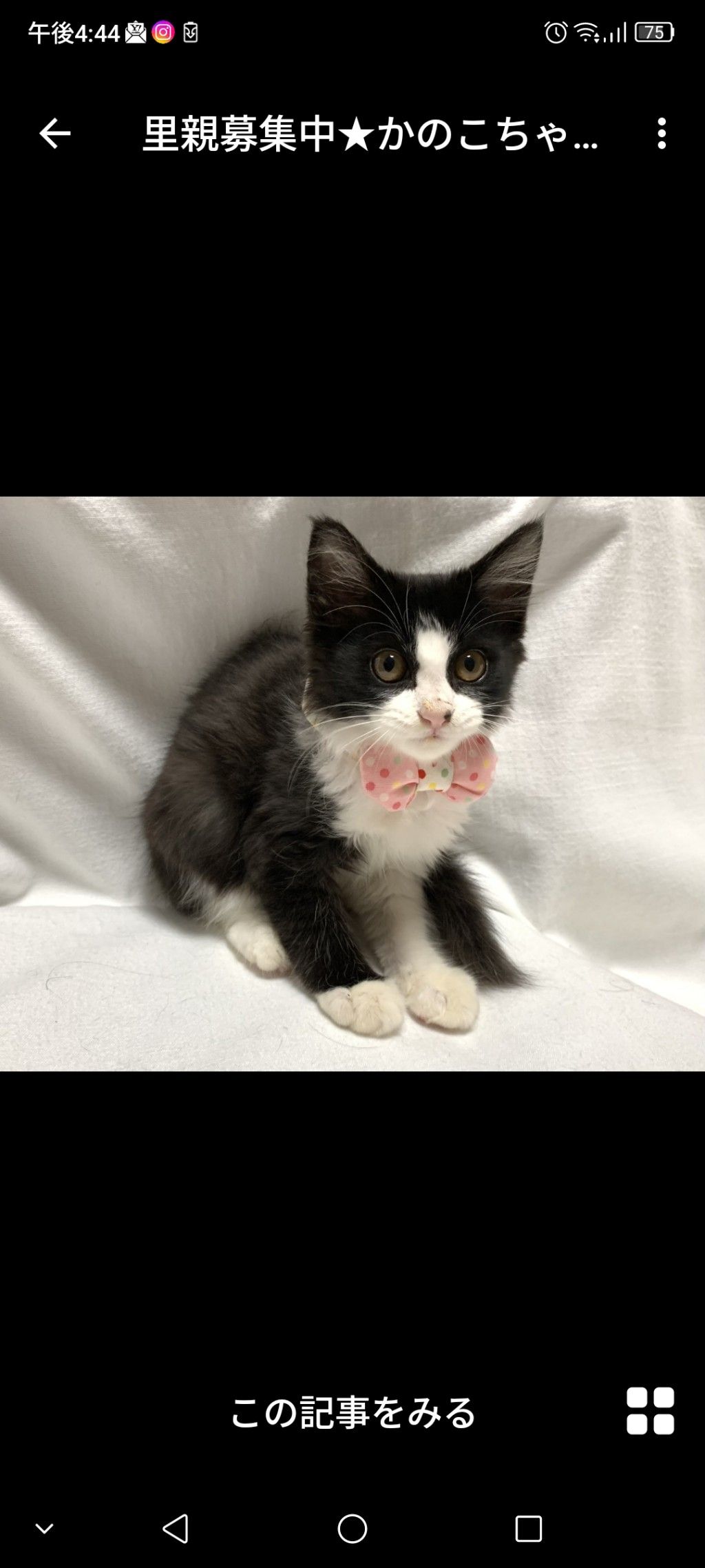 【9/14参加】かのこちゃん★2ヶ月半 | 雑種（ミックス猫） | 猫の未来とびら | OMUSUBI by ペトコト｜保護犬・保護猫マッチングサイト