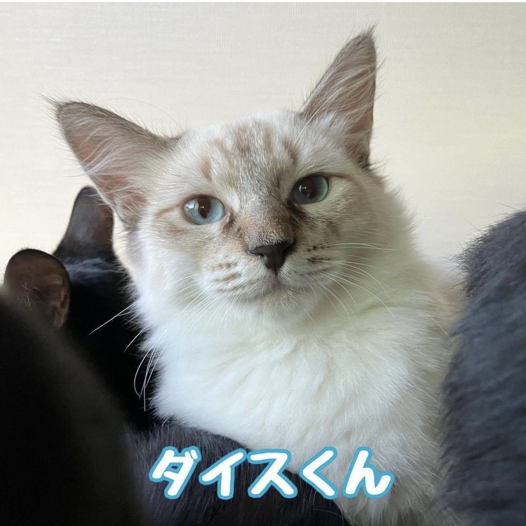 【10/20譲渡会】ダイスくん | 雑種（ミックス猫） | なら地域ねこの会 | OMUSUBI by ペトコト｜保護犬・保護猫マッチングサイト