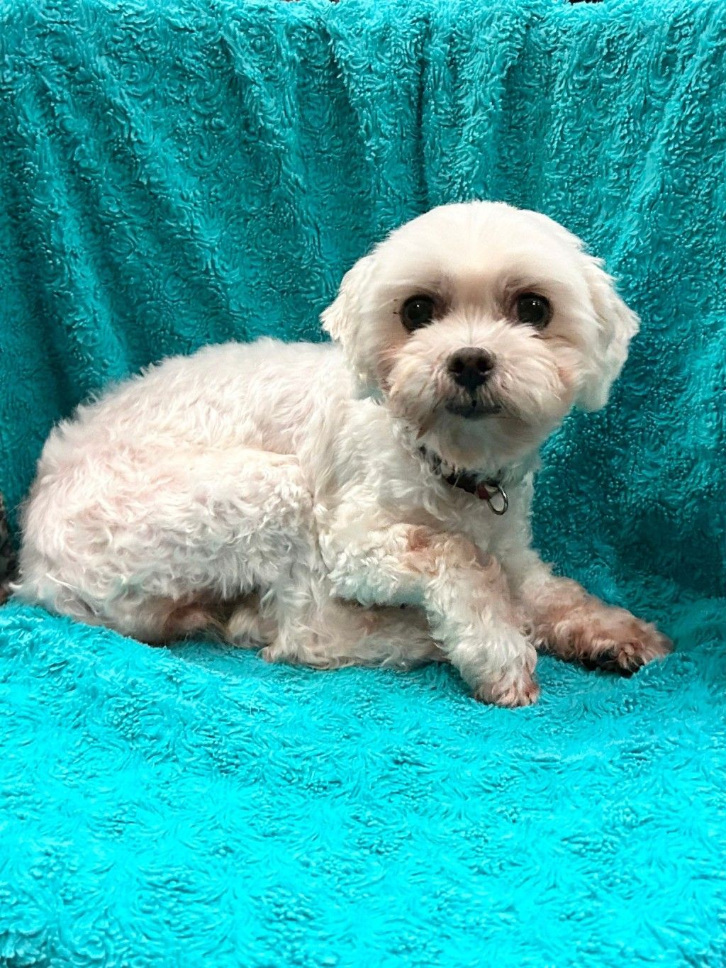 マルチーズ♀ピア | マルチーズ | アイドッグ・レスキュー隊 | OMUSUBI by ペトコト｜保護犬・保護猫マッチングサイト