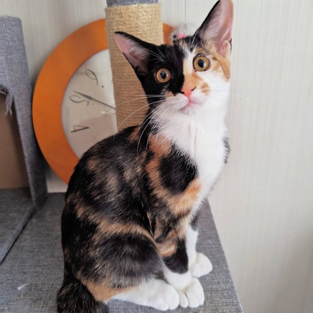 活発で甘えん坊な女の子♡ひまわりちゃん | 雑種（ミックス猫） | NPO法人 猫の森 | OMUSUBI by ペトコト｜保護犬・保護猫マッチングサイト