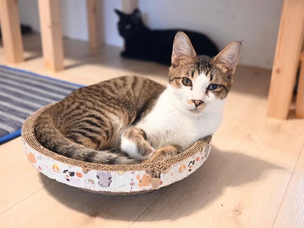 甘え上手で優しいキジ白くん | 雑種（ミックス猫） | Enn | OMUSUBI by ペトコト｜保護犬・保護猫マッチングサイト