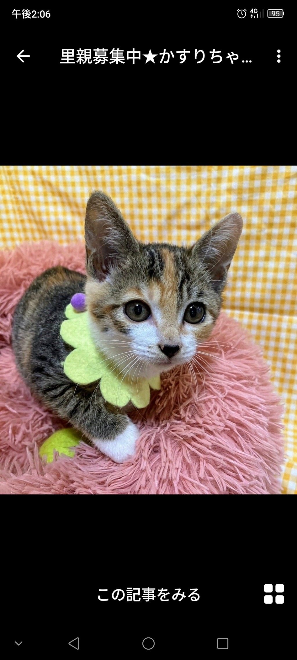 【10/20参加】かすりちゃん★2ヶ月 | 日本猫 | 猫の未来とびら | OMUSUBI by ペトコト｜保護犬・保護猫マッチングサイト