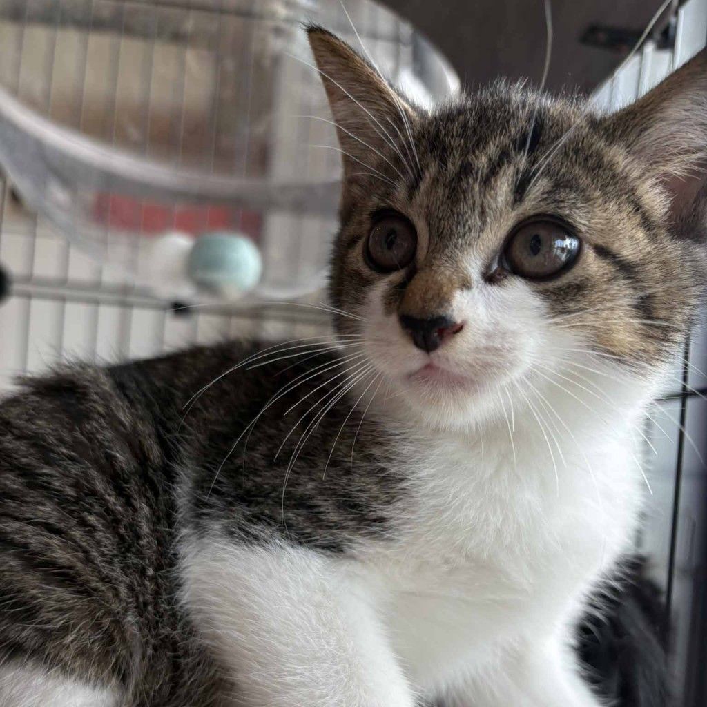 【11/10大崎】とにかく元気いっぱい！わちゃわちゃトリオ | 雑種（ミックス猫） | みなとねこ | OMUSUBI by ペトコト｜保護犬・保護猫マッチングサイト