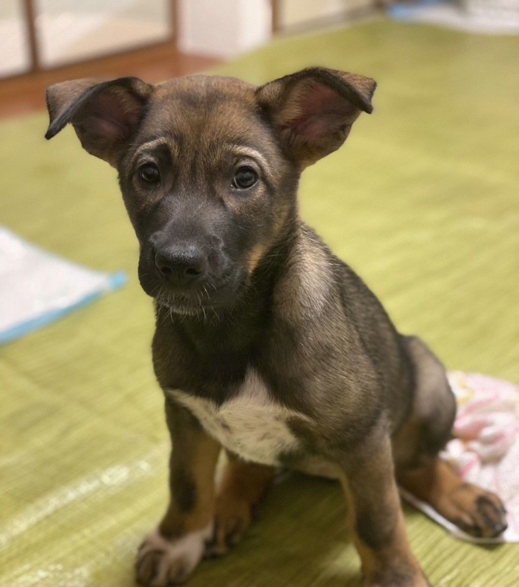 可愛い時期にお迎えください♡子犬女のコ | 雑種（ミックス犬） | Enn | OMUSUBI by ペトコト｜保護犬・保護猫マッチングサイト