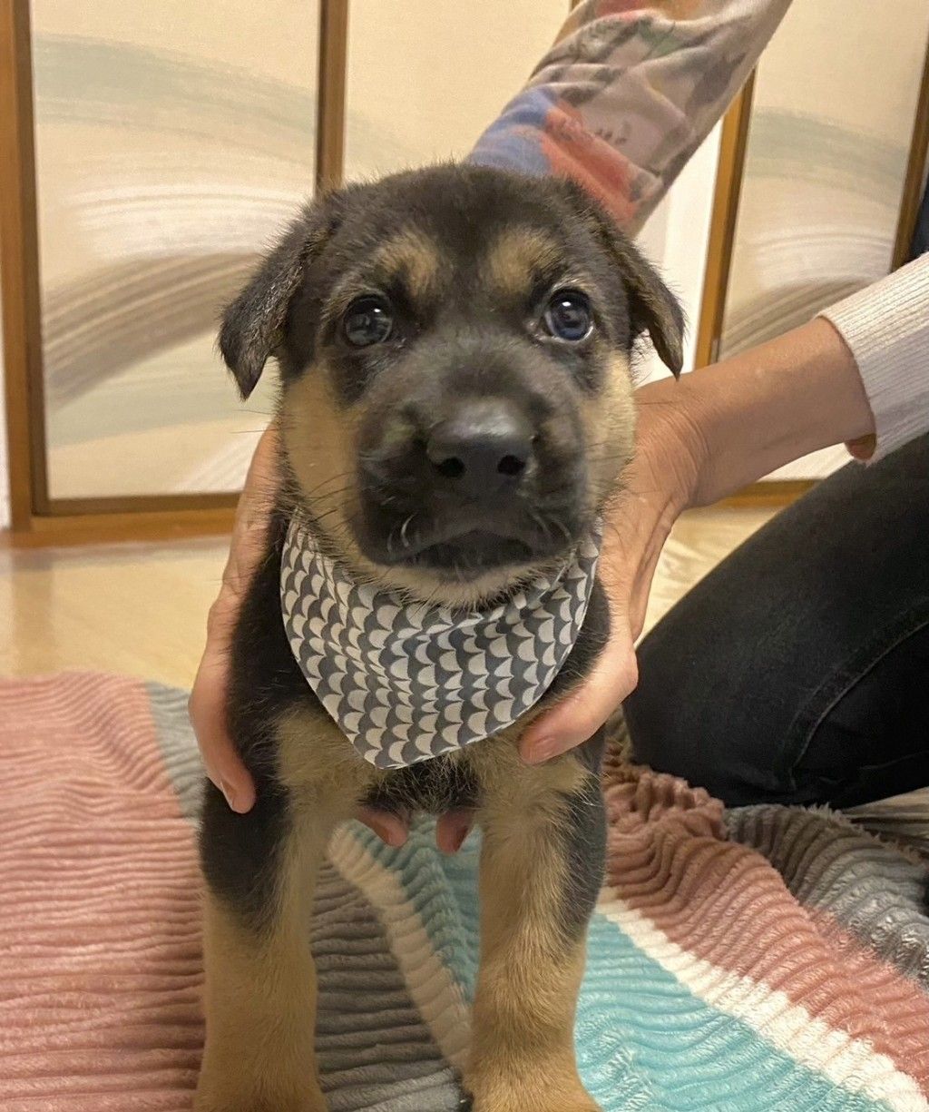 可愛い時期にお迎えください♡子犬男のコ | 雑種（ミックス犬） | Enn | OMUSUBI by ペトコト｜保護犬・保護猫マッチングサイト